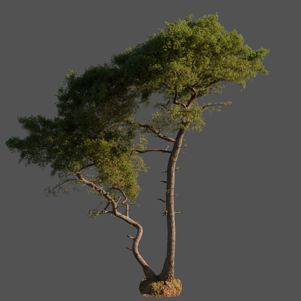 Forest | FREE Trees models | BlenderKit