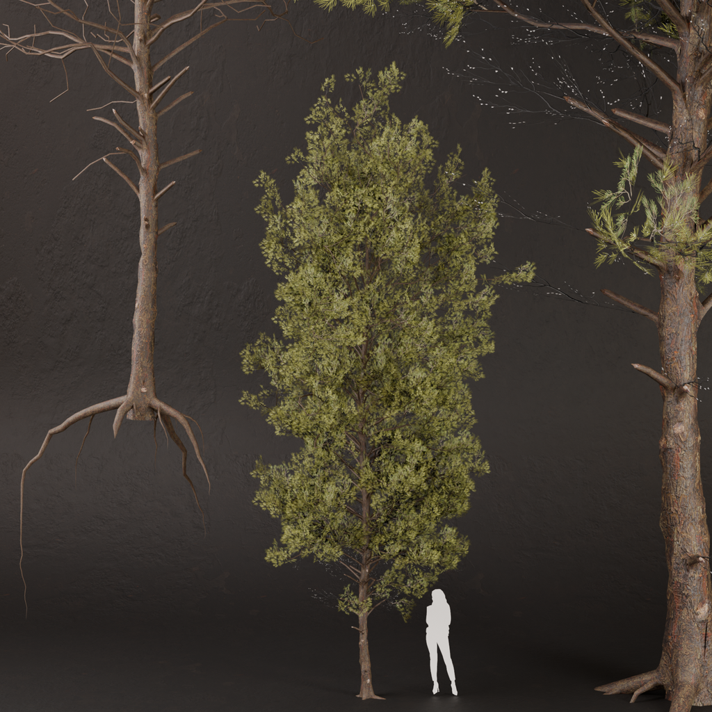 SJ-Deep Pine Enclave | Trees models | BlenderKit