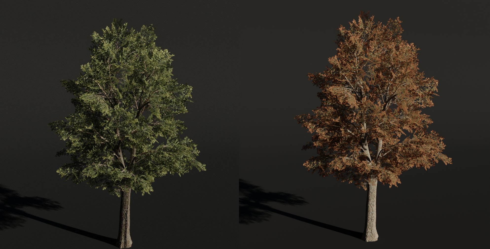 Tree Siberian Elm c1 | Trees models | BlenderKit
