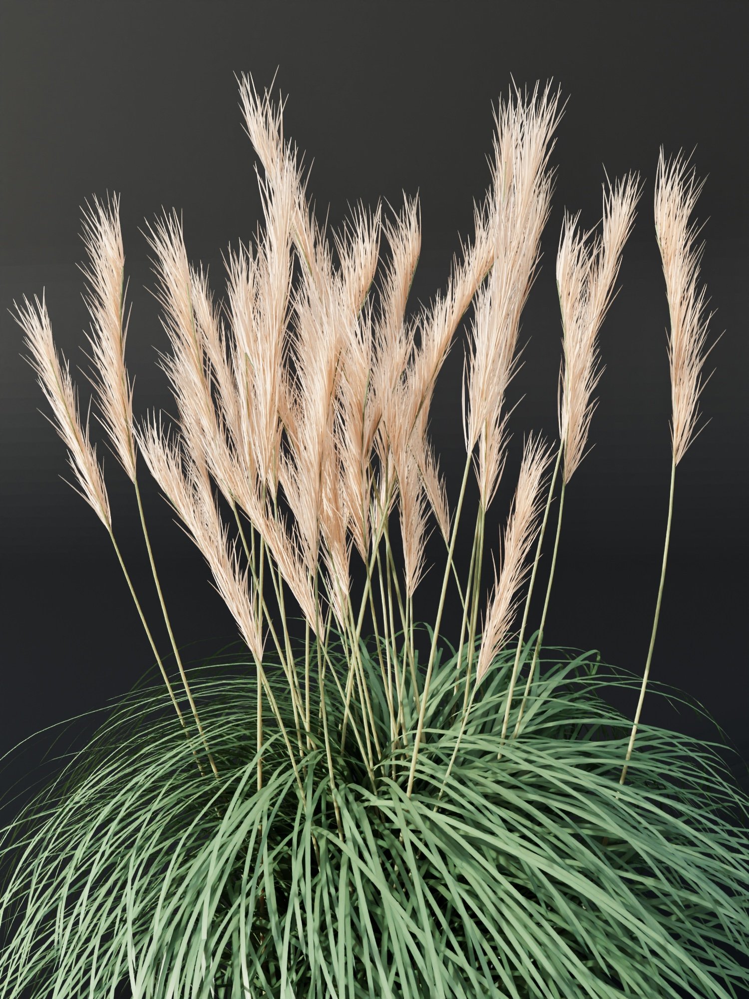 White Fountain Bush | Outdoor Plants models | BlenderKit