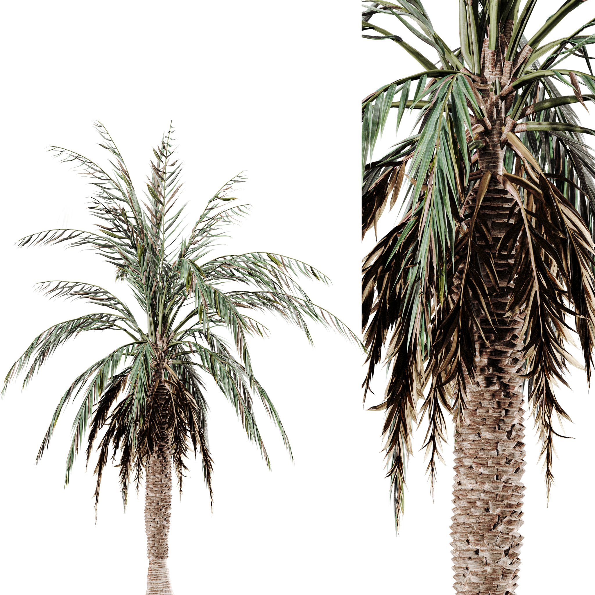 Palm tree 03 | Trees models | BlenderKit