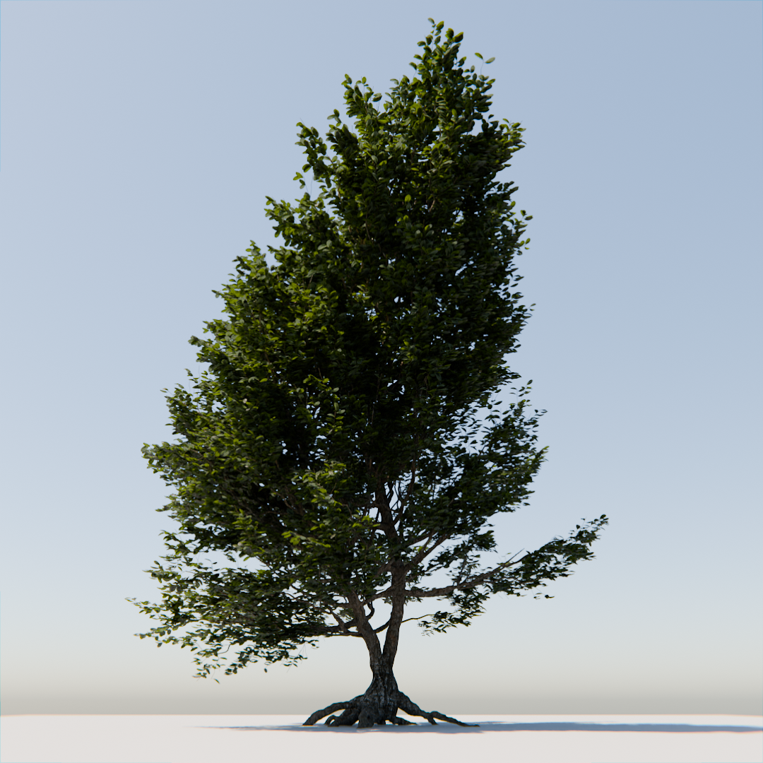 Tree 13 | Trees models | BlenderKit