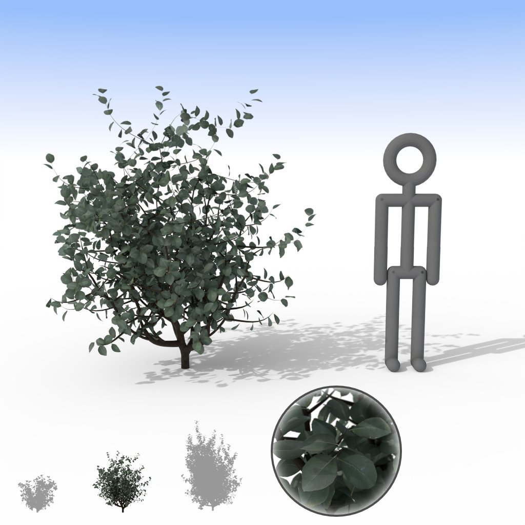 Smoky Grey Bush - Medium | Outdoor Plants models | BlenderKit