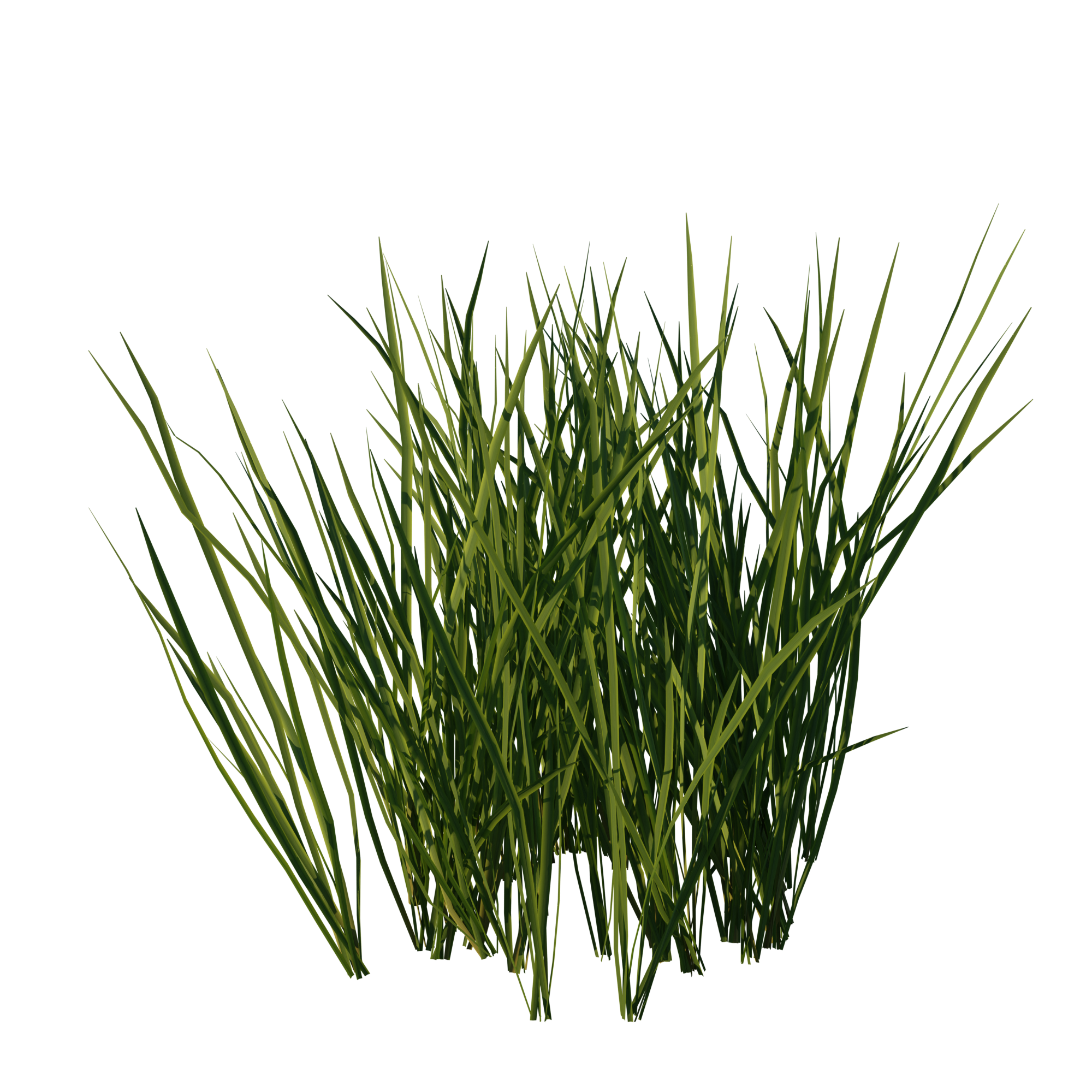 Wild Grass Patch | Outdoor Plants models | BlenderKit