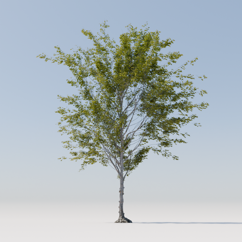 Tree 18 | Trees models | BlenderKit