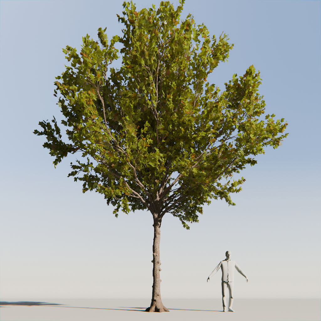 Maple Tree Variation | Trees models | BlenderKit