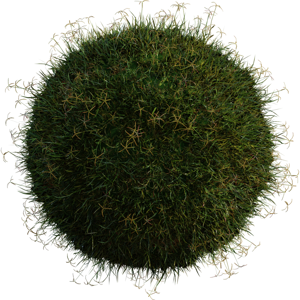 Grass Bermuda 01 | FREE Grass models | BlenderKit