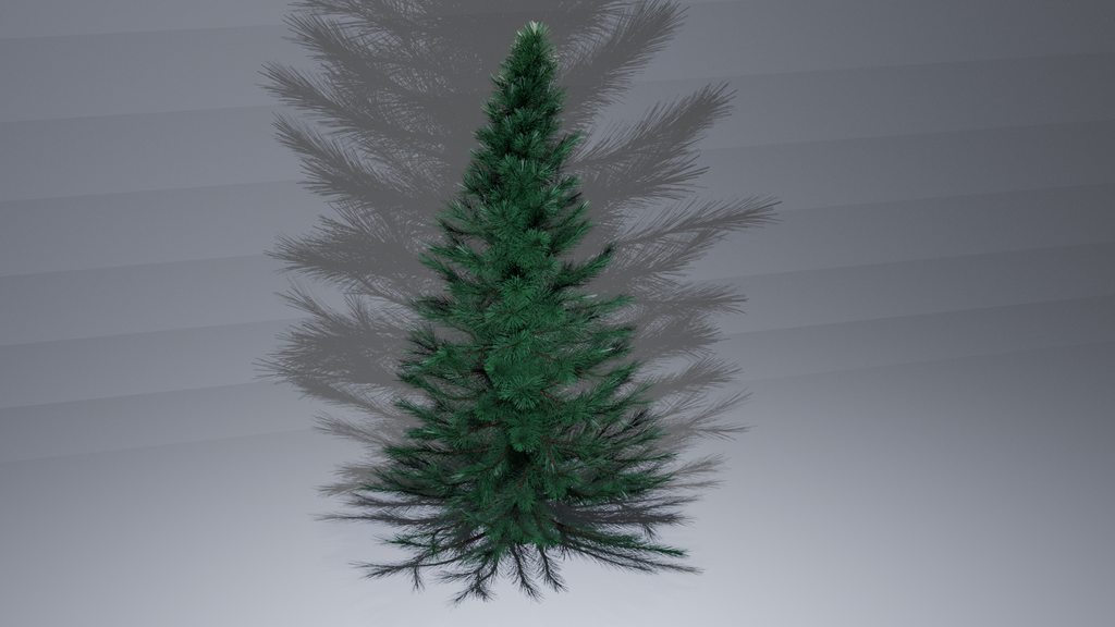 Fir Tree | FREE Trees models | BlenderKit