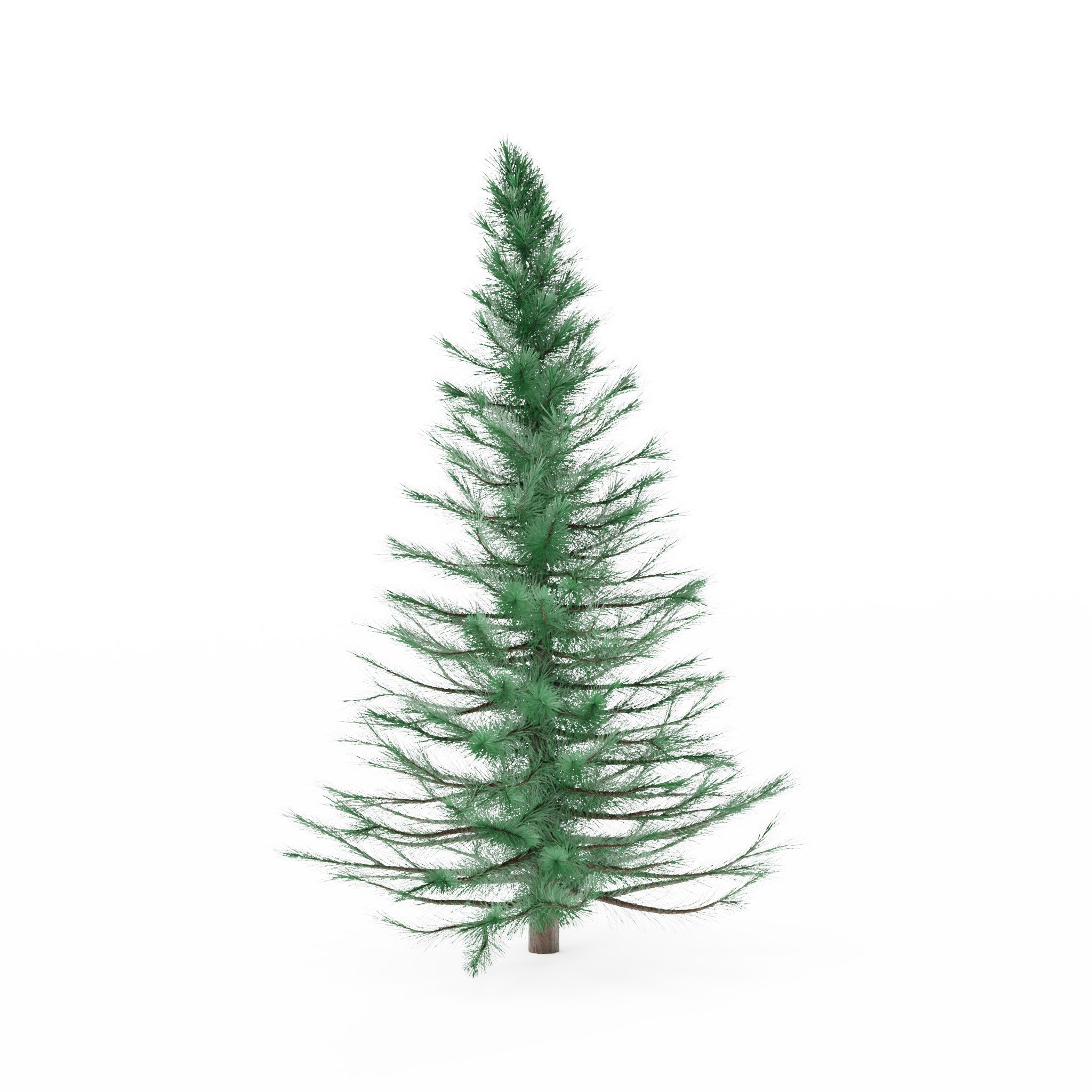 Fir Tree | FREE Trees models | BlenderKit