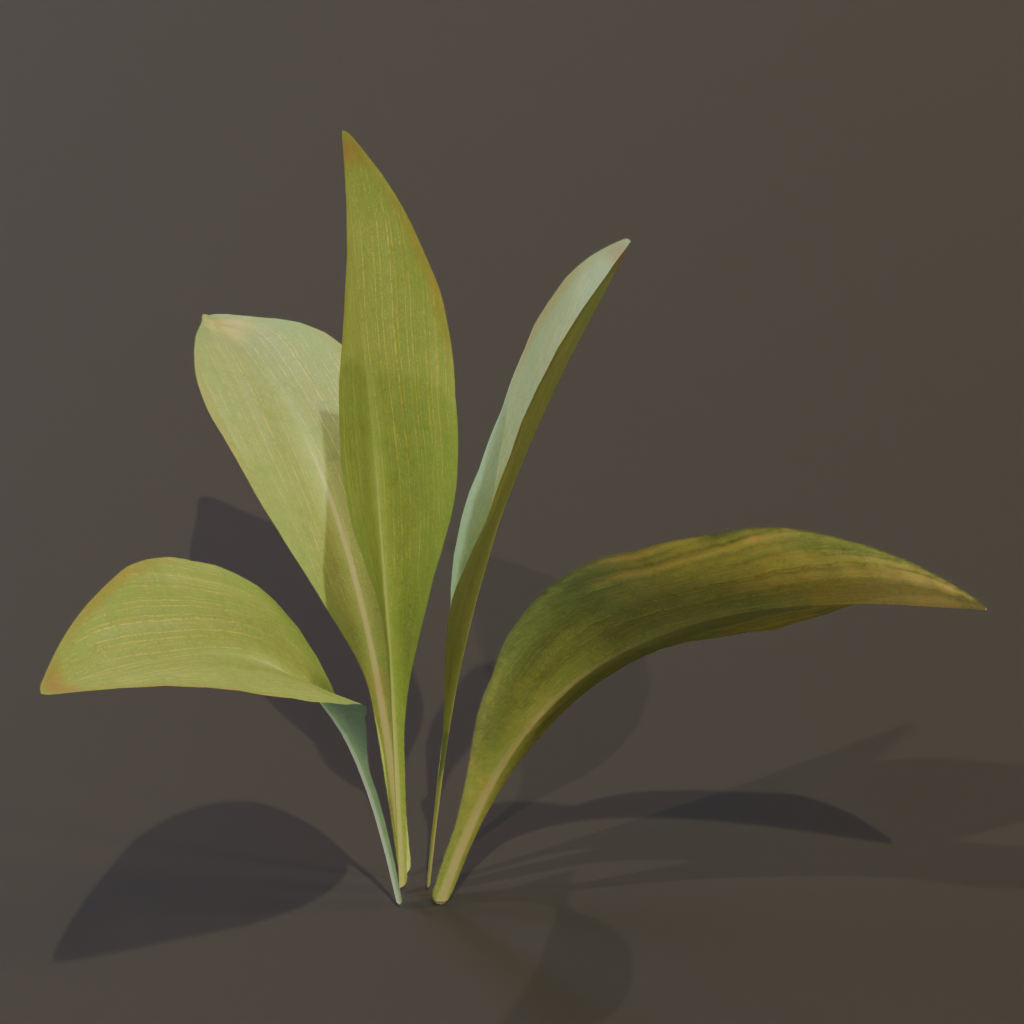 BlenderKit | Download the Haran Cast Iron Plant Sapling model