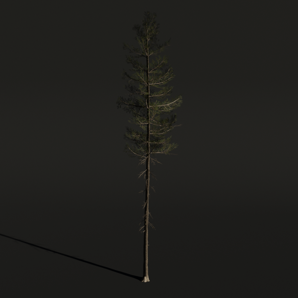 Tree Lodgepole Pine a2 | Trees models | BlenderKit