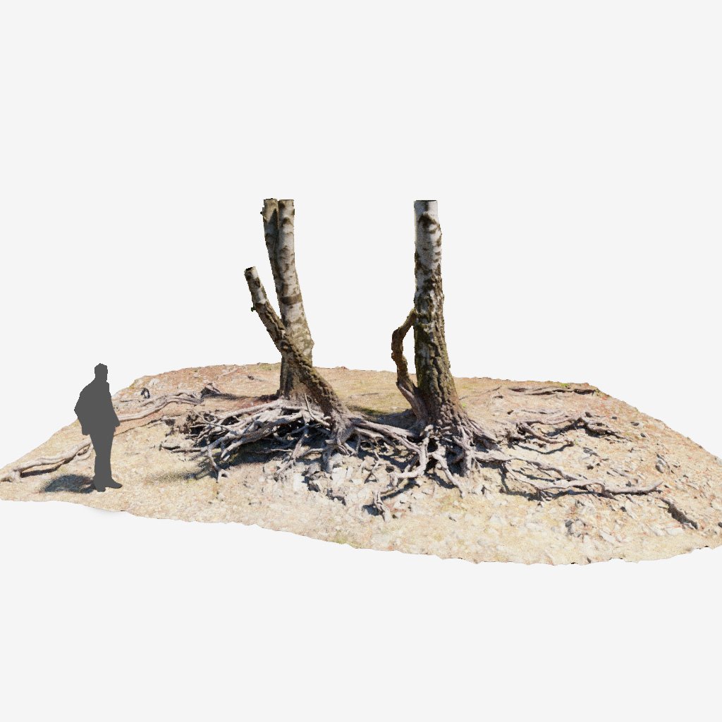 Birch Tree Roots Overhang PBR Scan | Trees models | BlenderKit