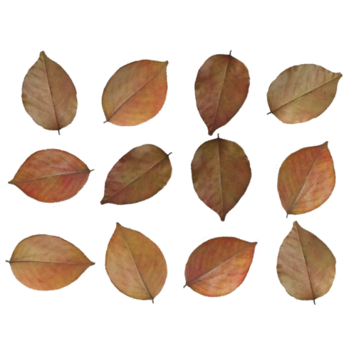 Autumn Leaf Atlass | FREE Outdoor Plants models | BlenderKit