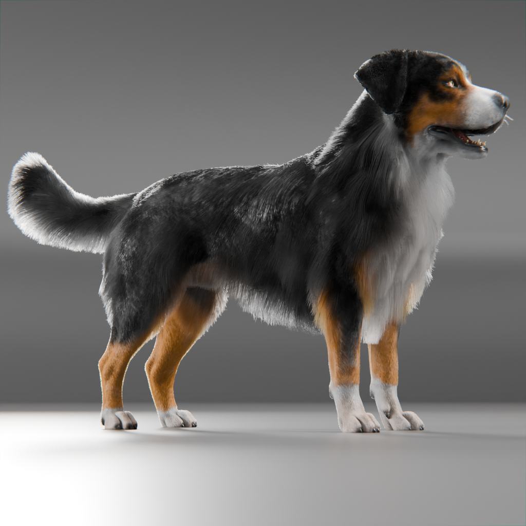 Dog Australian Shepherd cycle Animated | Mammals models | BlenderKit