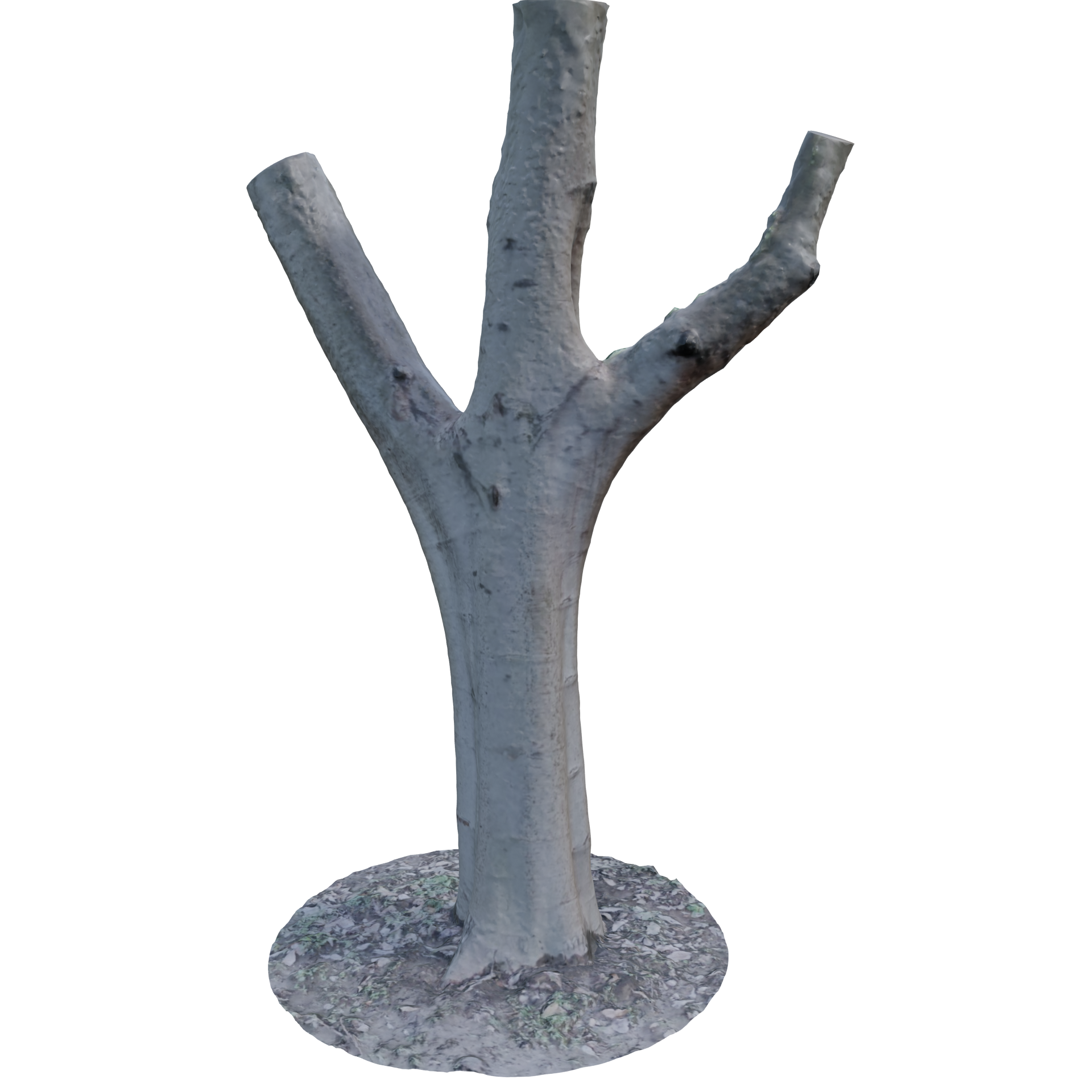 Tree trunk split scan | FREE Trees models | BlenderKit