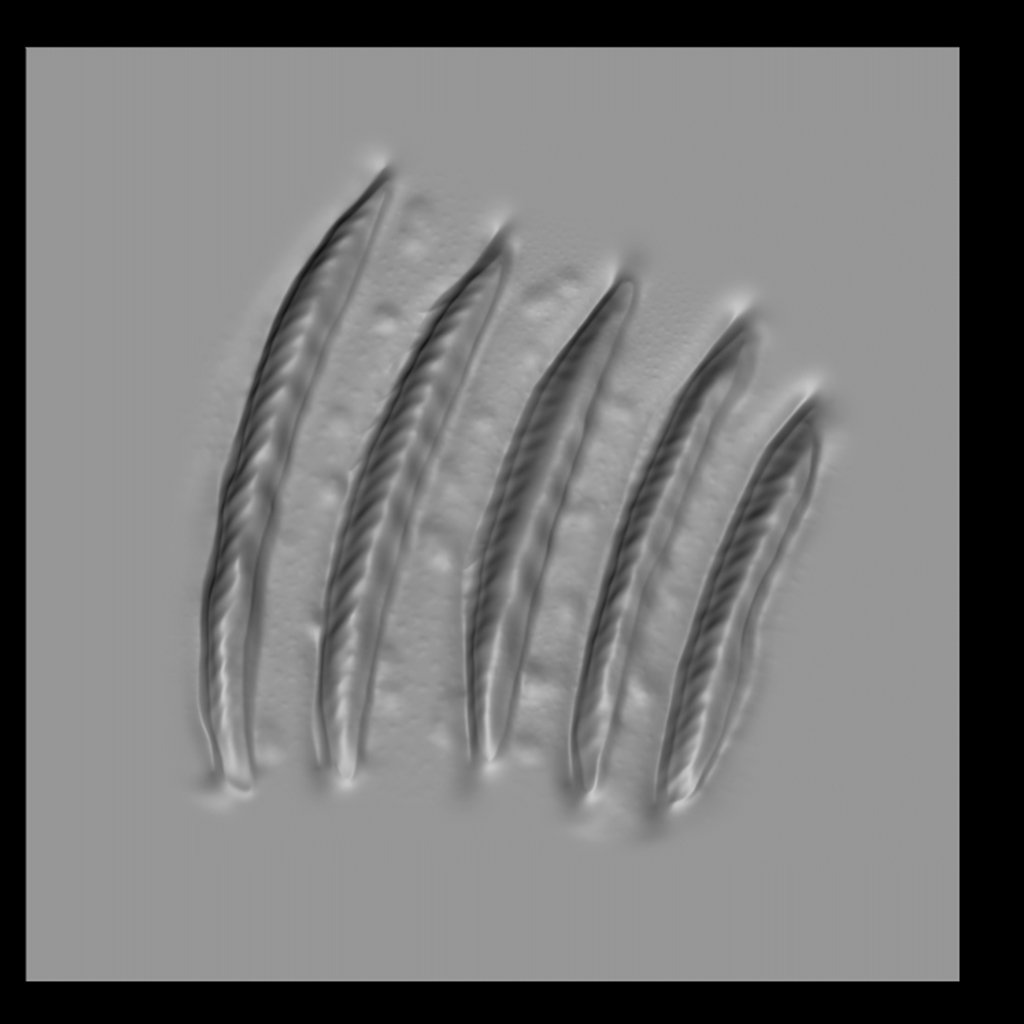 NS Sea Creature gills multi | animal brushes | BlenderKit