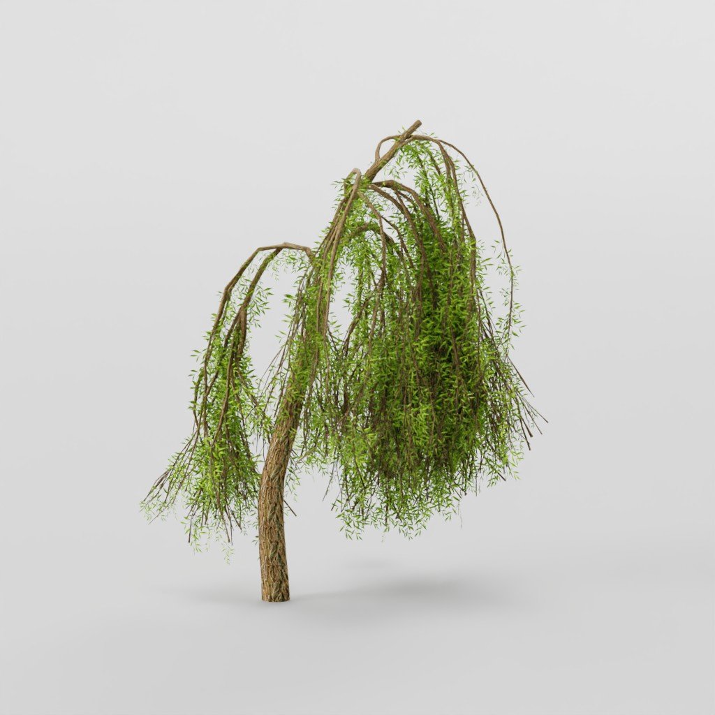 Weeping Willow | Trees models | BlenderKit