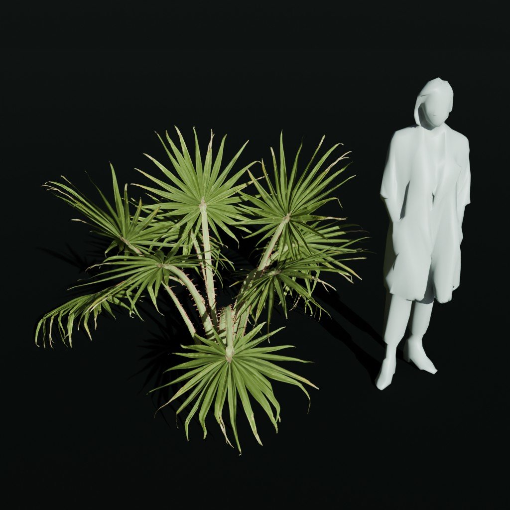 Caraday Palm Sapling Var | Trees models | BlenderKit