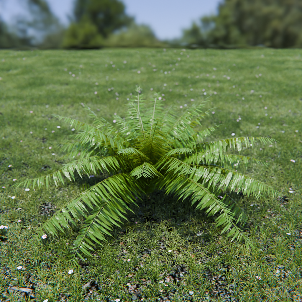 Hard Fern | Outdoor Plants models | BlenderKit