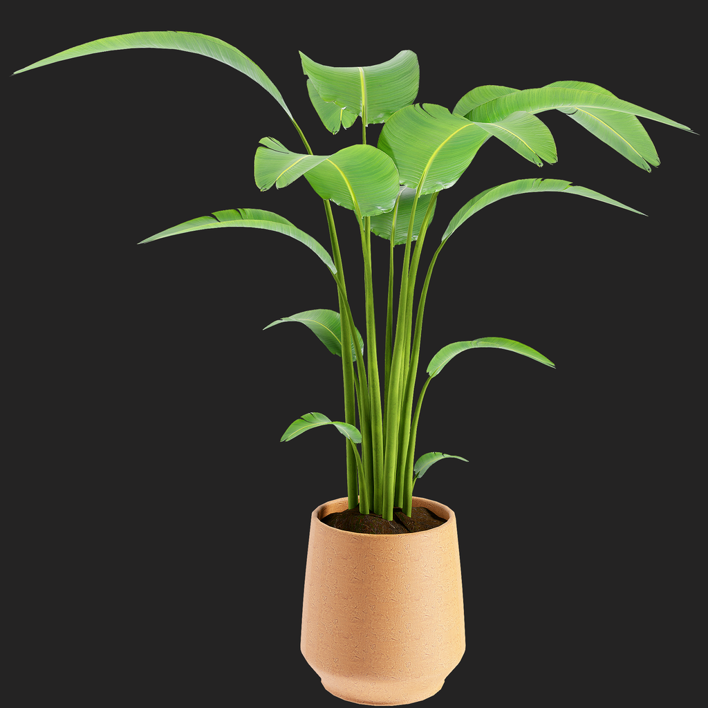 Plant | Indoor Plants models | BlenderKit