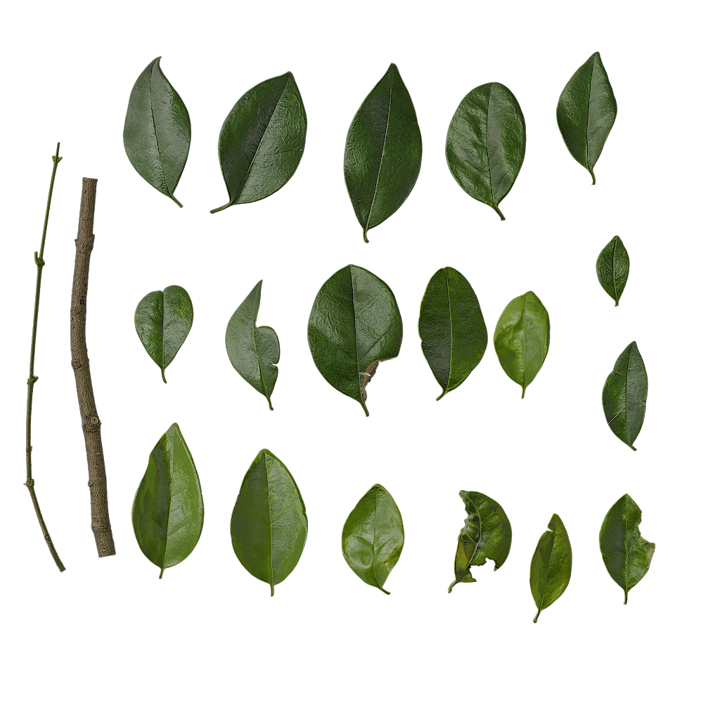 Ligustrum compactum Leaf | FREE organic materials | BlenderKit