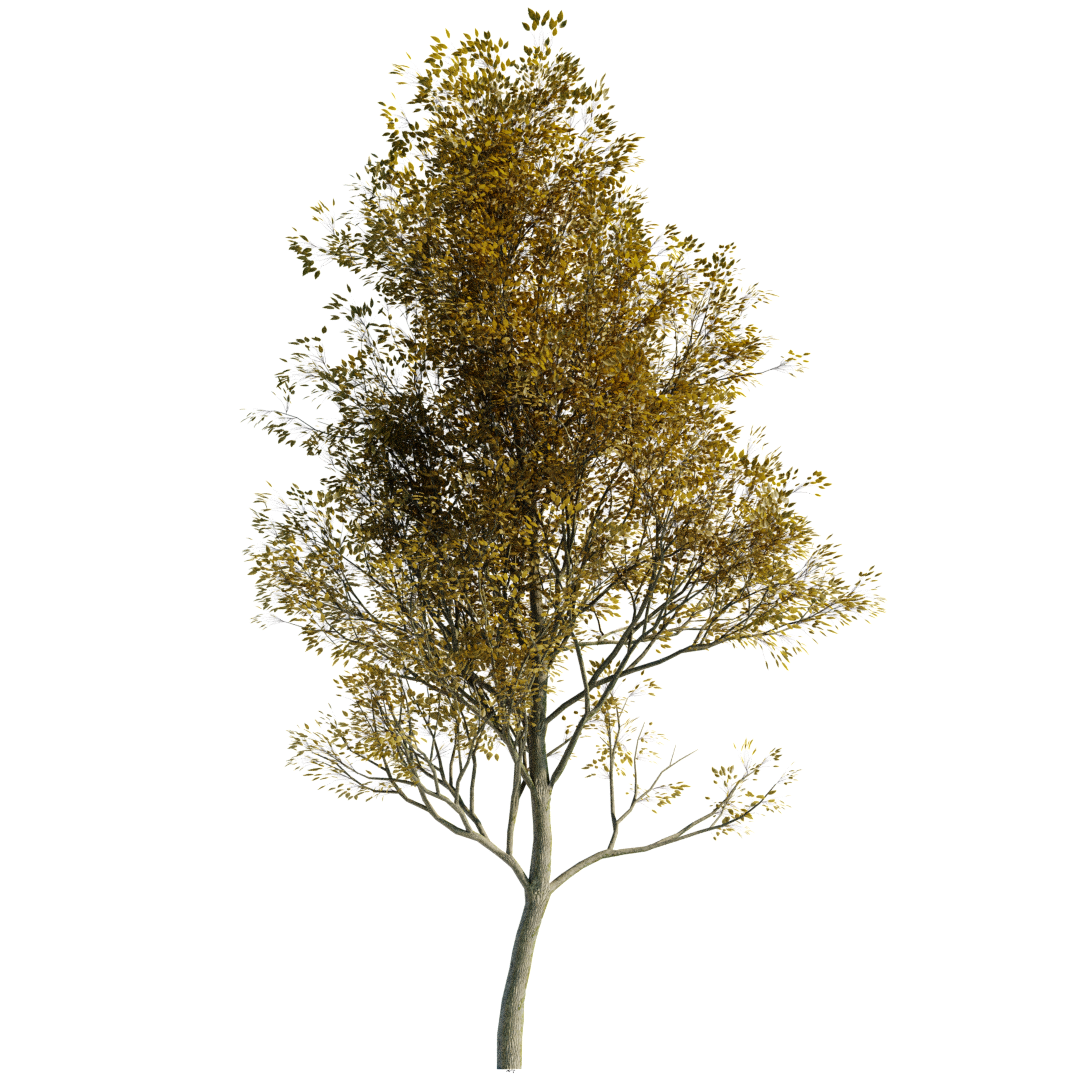 Tree Random 00 Autumn | Trees models | BlenderKit