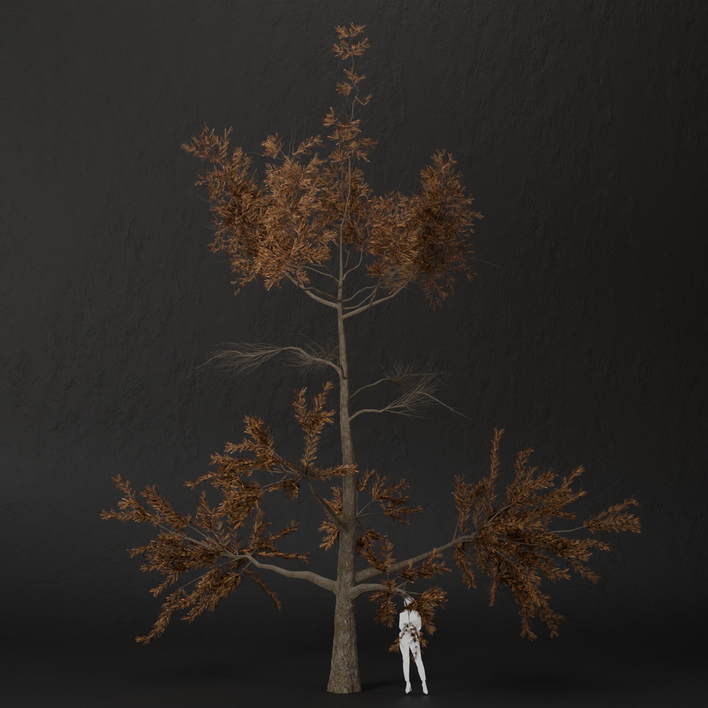 SJ-Brown Haze Pine Tree | Trees models | BlenderKit
