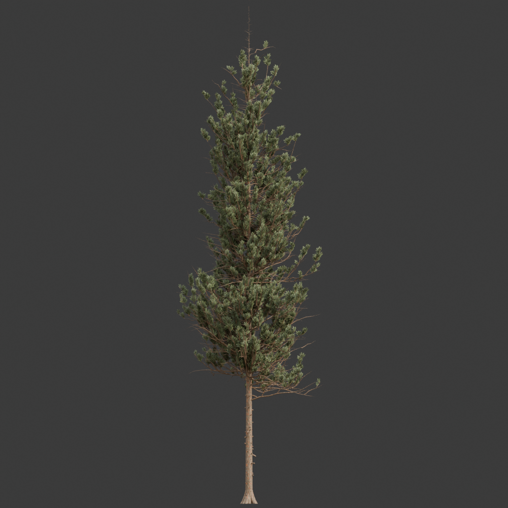 Pine Tree | FREE Trees models | BlenderKit