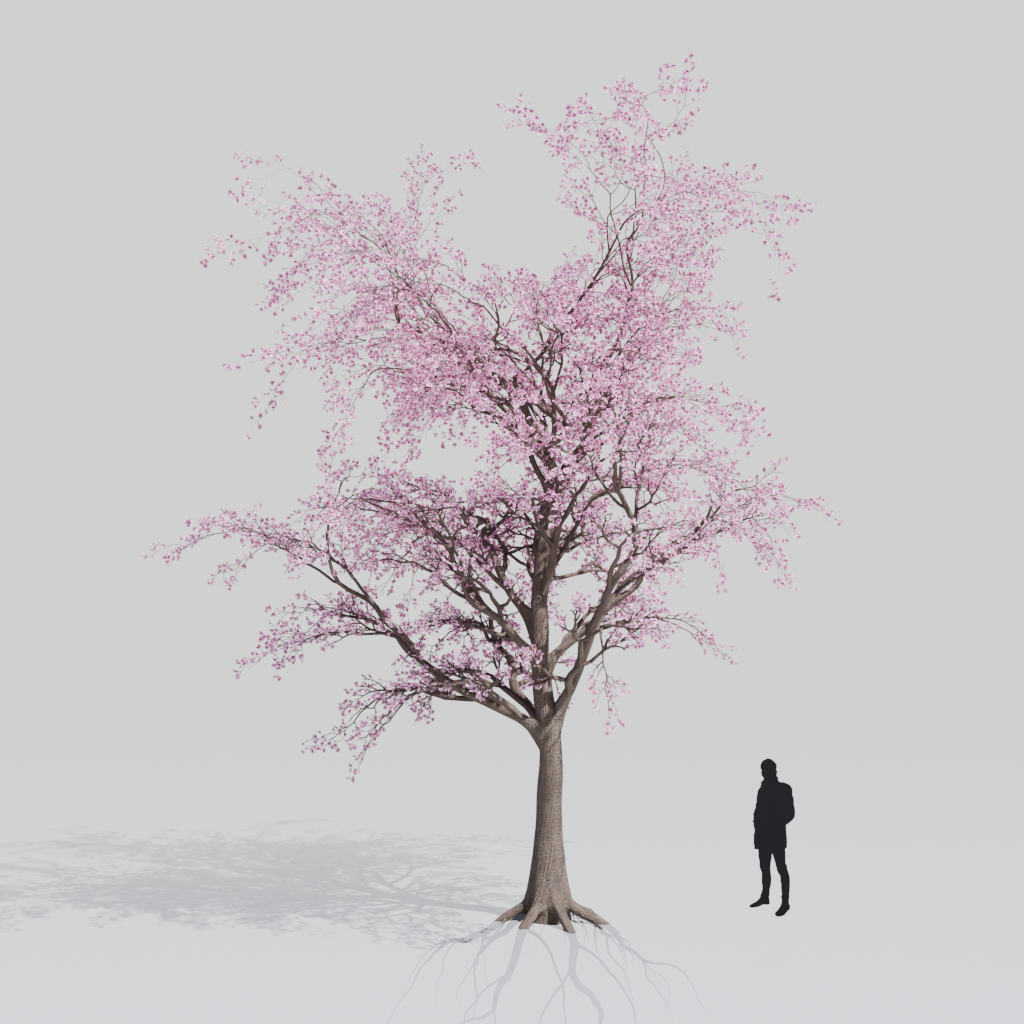 Sakura tree 02 | Trees models | BlenderKit