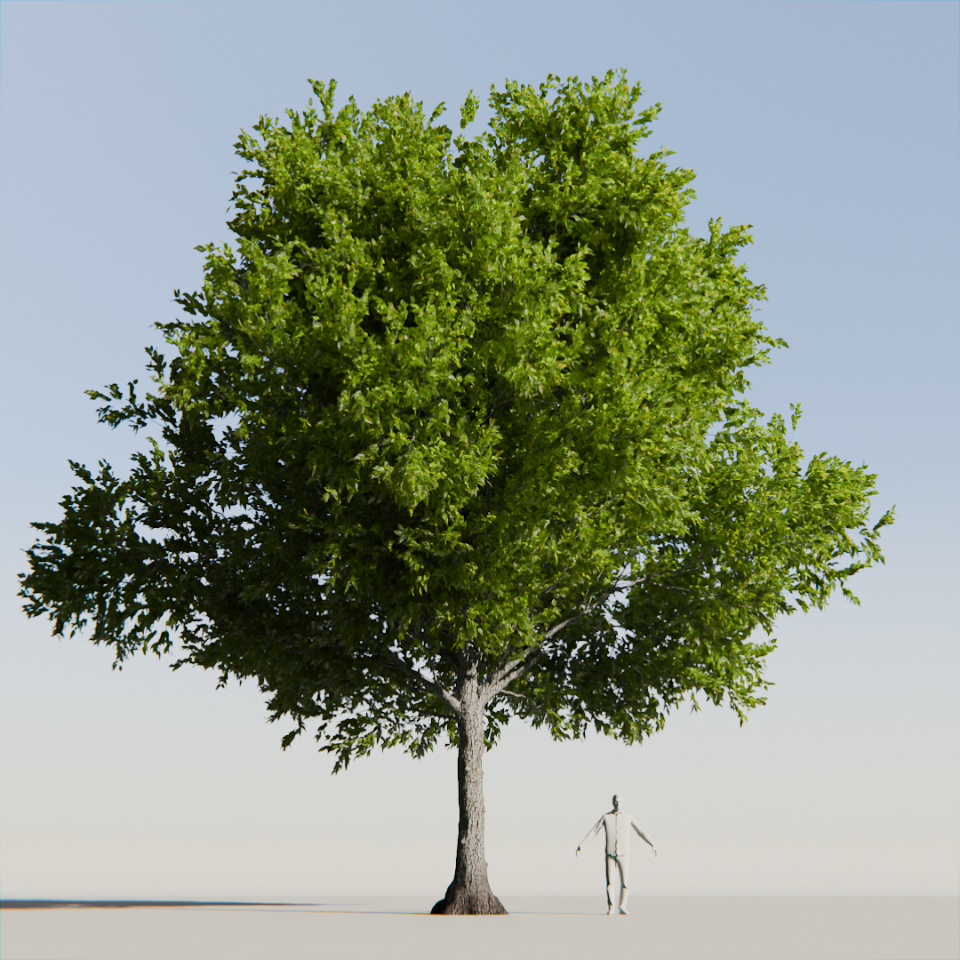 American beech tree variation | Trees models | BlenderKit