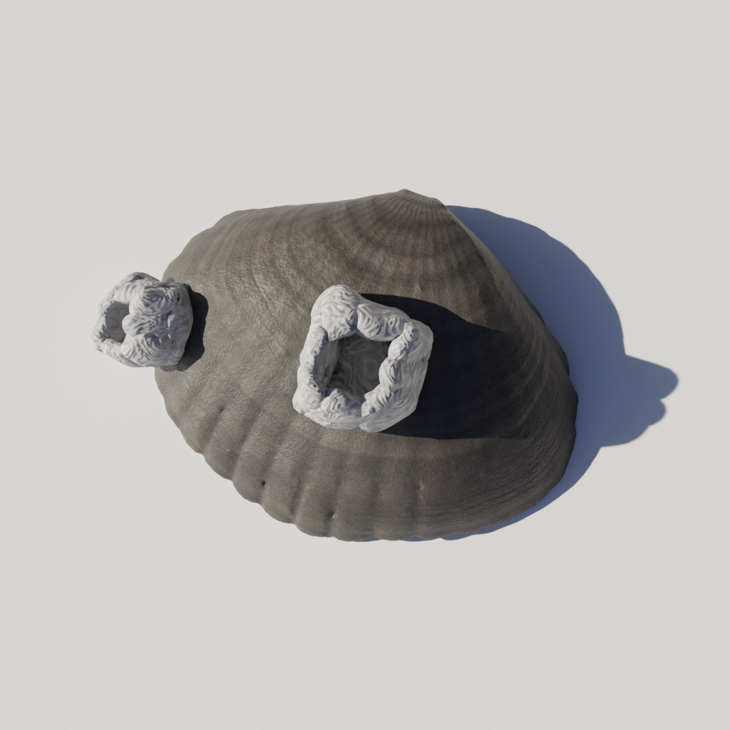 Seashell Common Cockle - black | FREE Nature models | BlenderKit