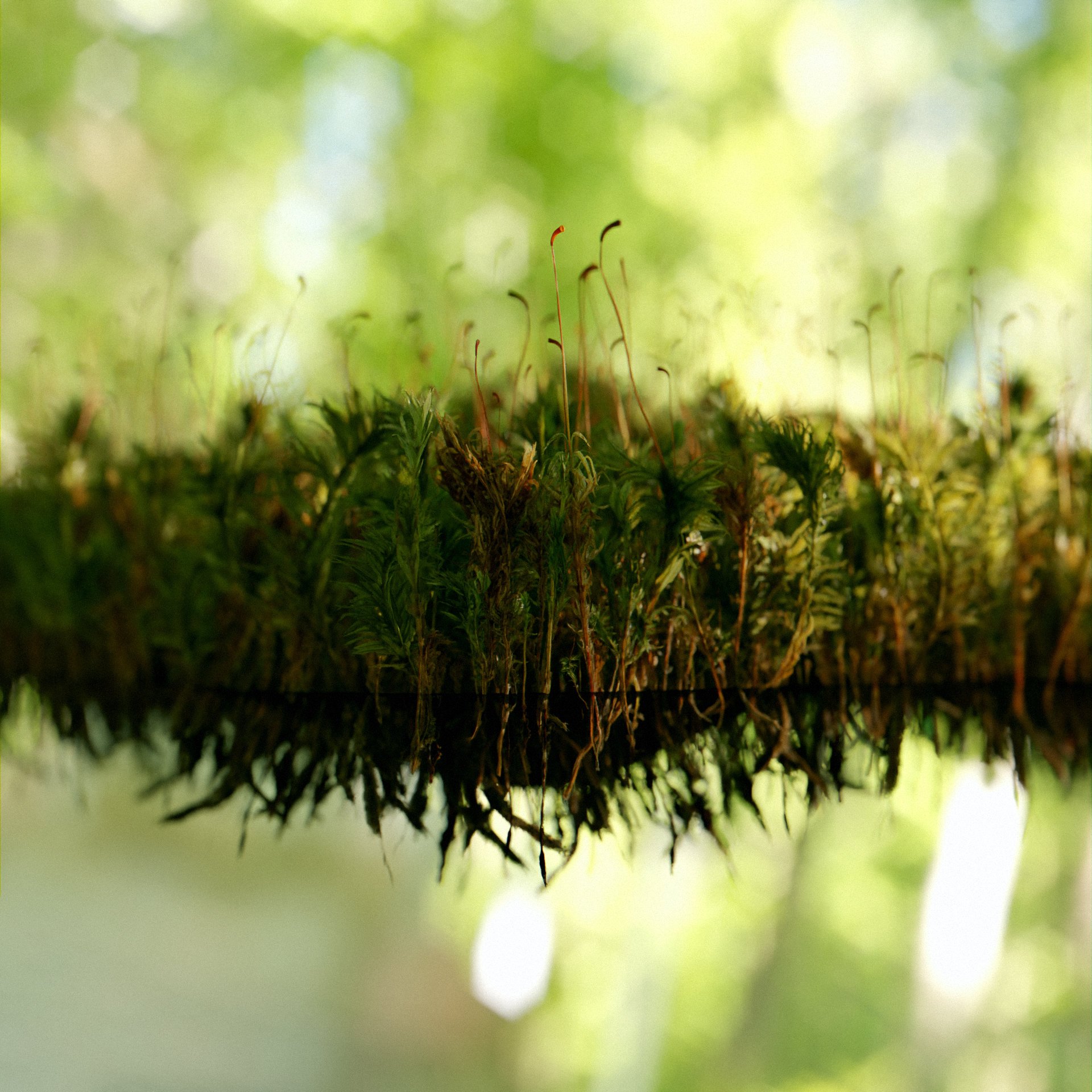 Common Hair Moss - Polytrichum Commune | Outdoor Plants models | BlenderKit