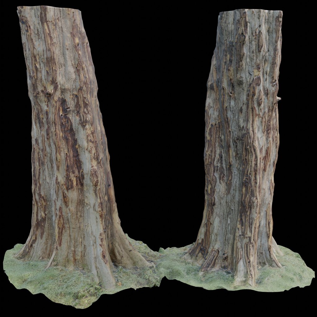 Tree | FREE Trees models | BlenderKit