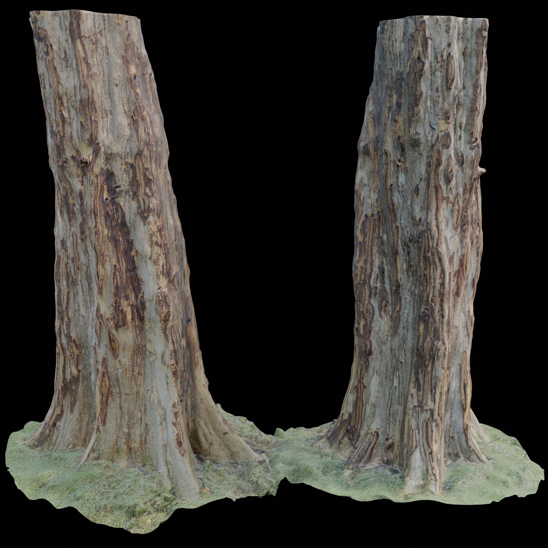 Tree | FREE Trees models | BlenderKit