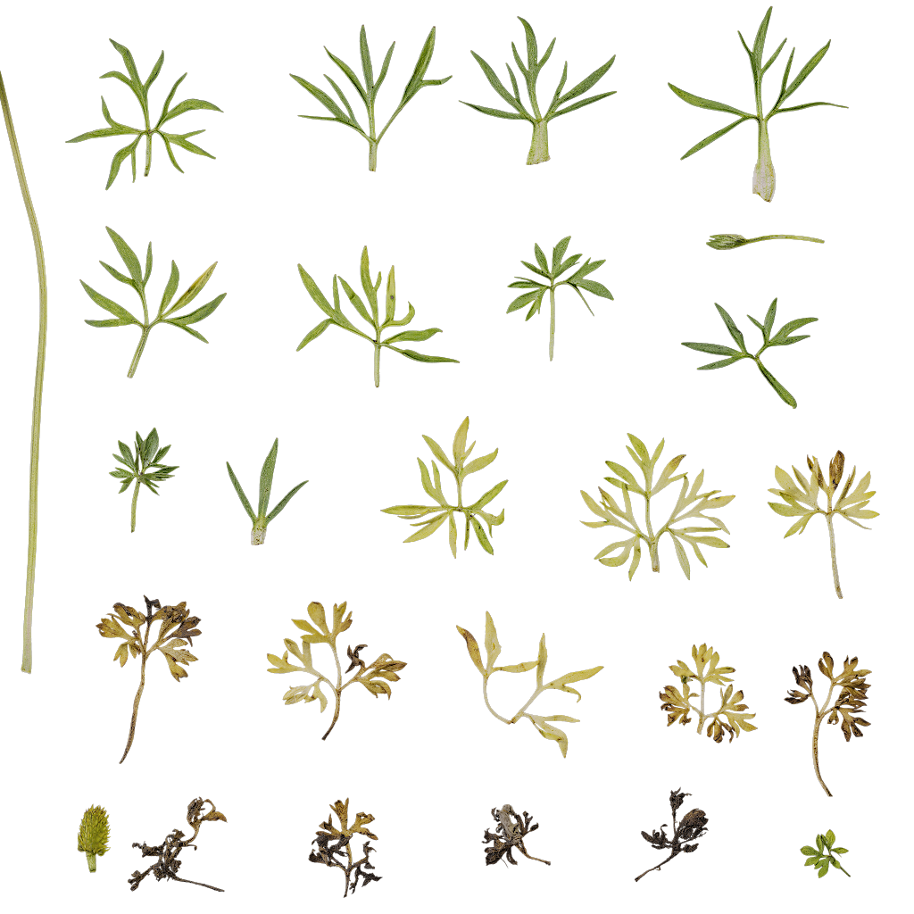 Ranunculus tanguticus Leaf | FREE organic materials | BlenderKit