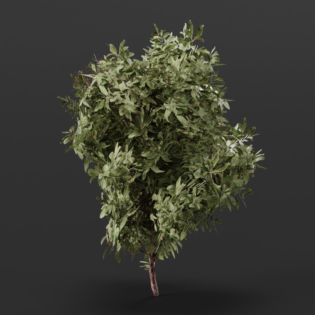 Button Bush Small Tall | Outdoor Plants models | BlenderKit