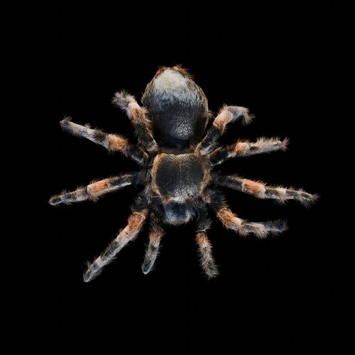 Real Spider | Insects models | BlenderKit