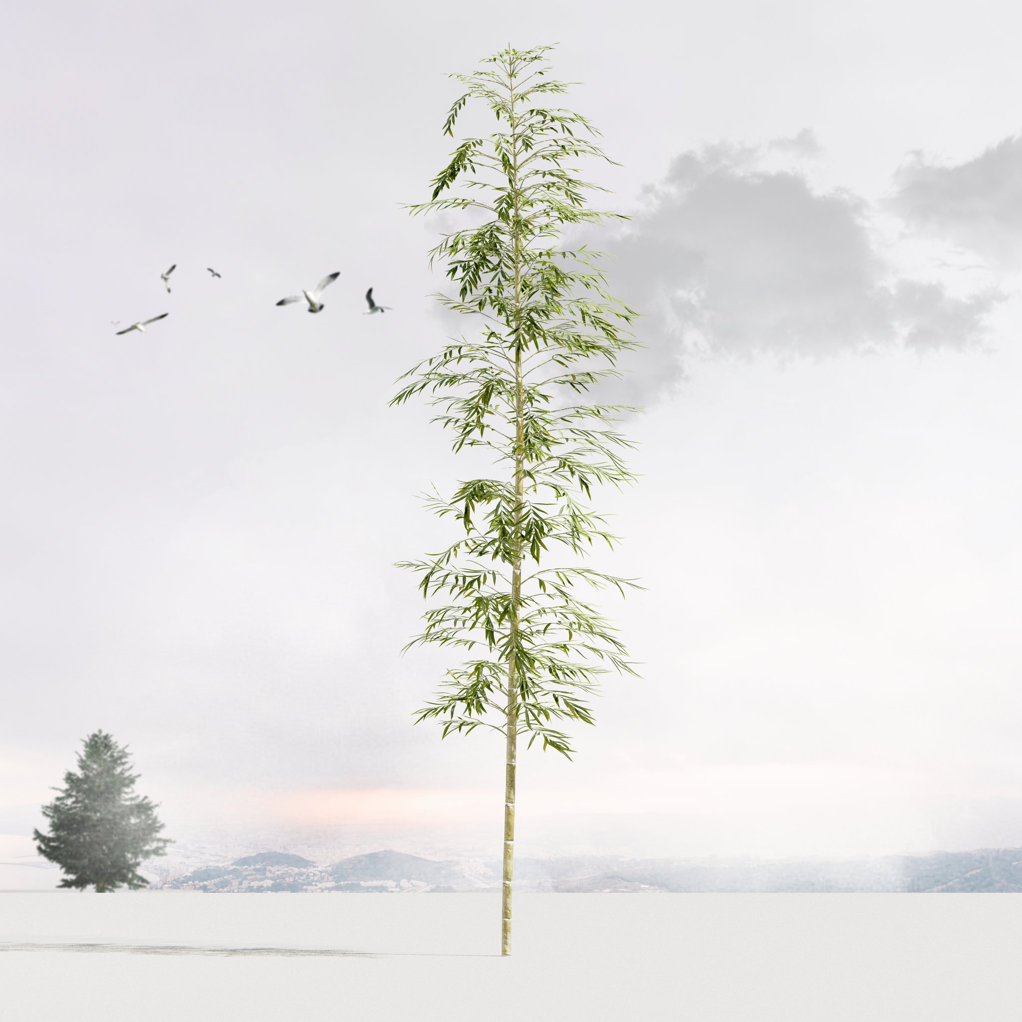 GiantBamboo Phyllostachys Realistic 3D | Trees models | BlenderKit
