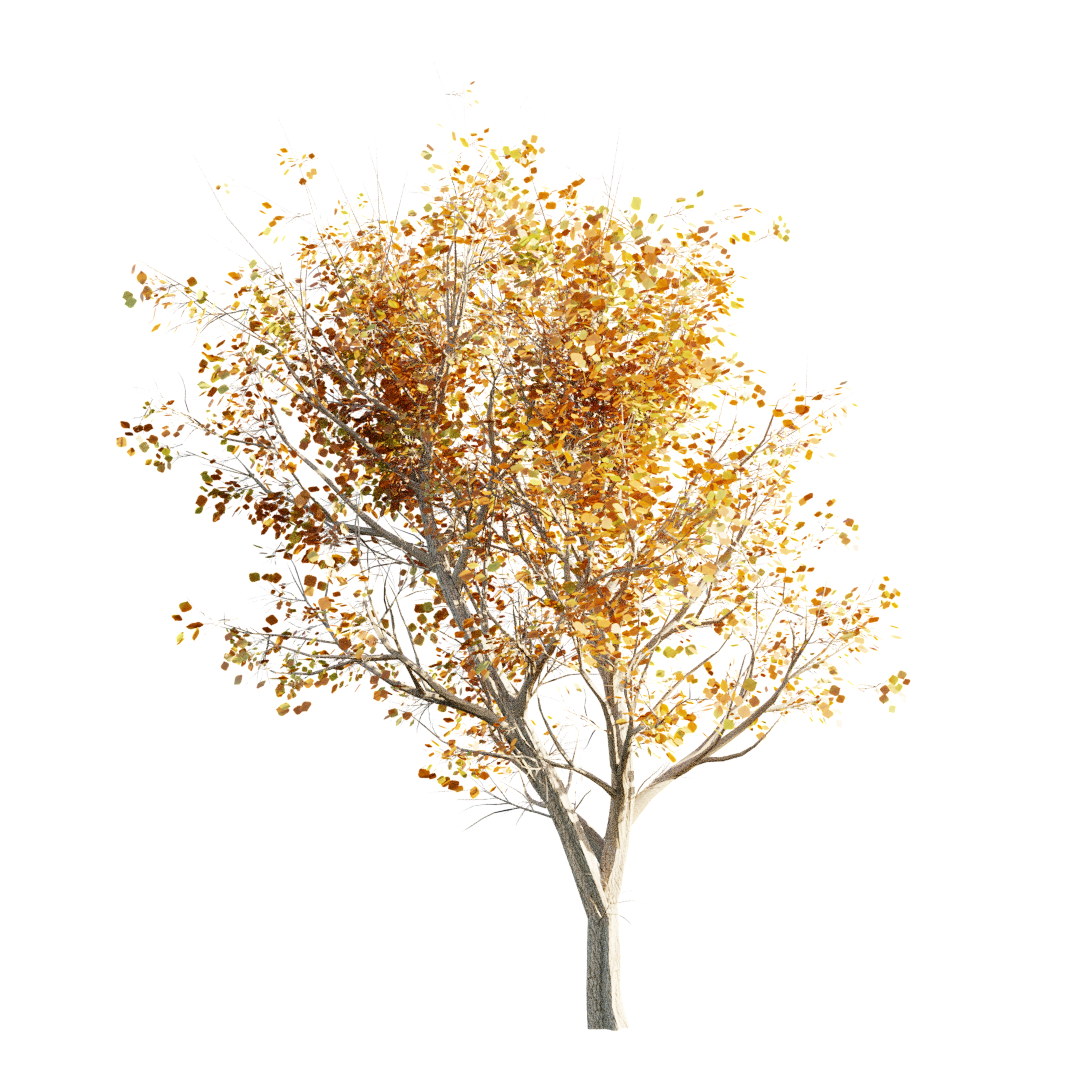 Tree LOD 1 Autumn | FREE Trees models | BlenderKit