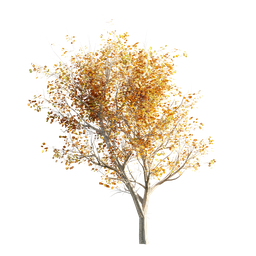 Tree LOD 1 Autumn | FREE Trees models | BlenderKit