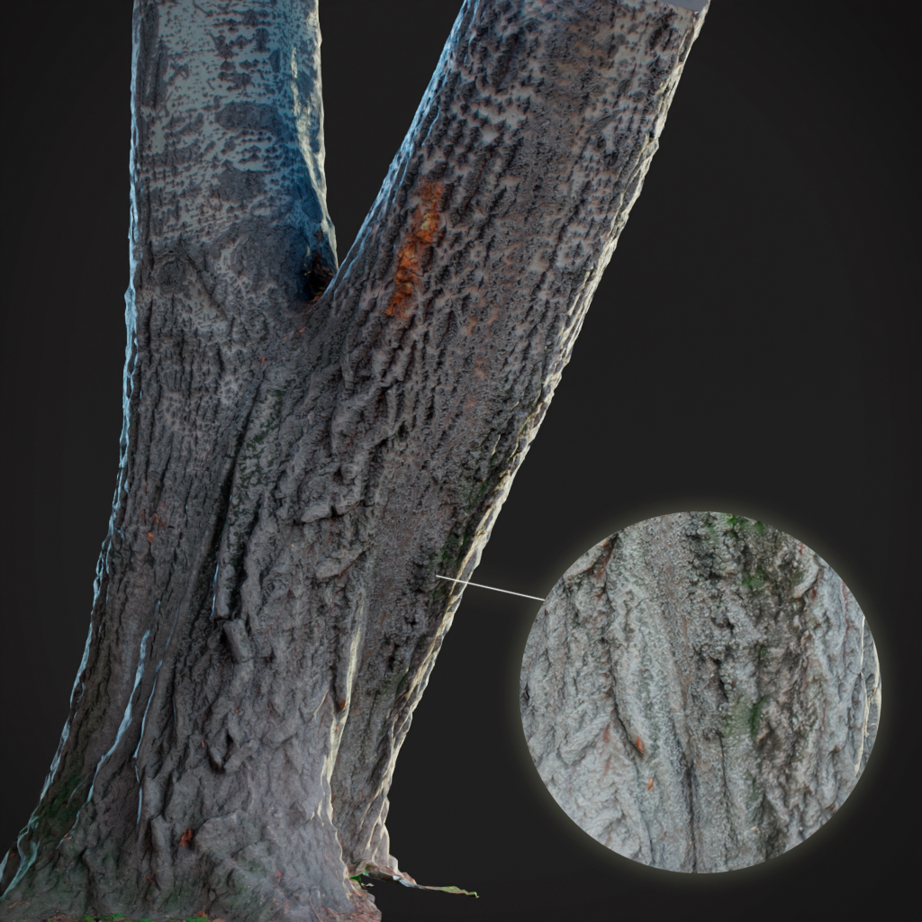 The trunk of an old poplar tree | Trees models | BlenderKit