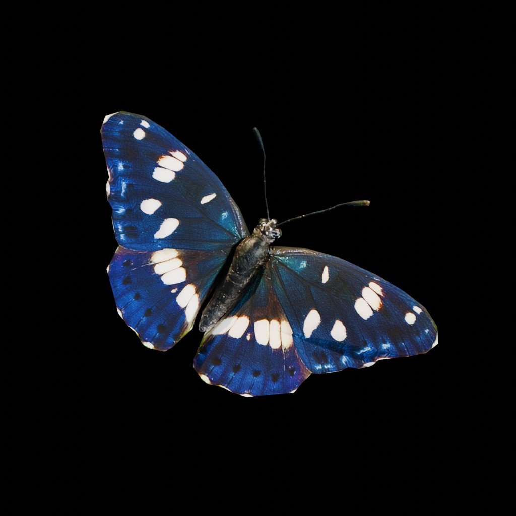 Real Butterfly | Insects models | BlenderKit