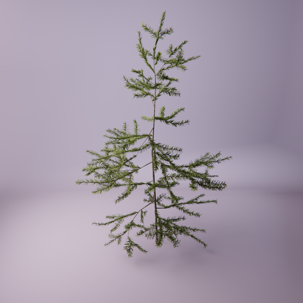 Small fir tree | Trees models | BlenderKit