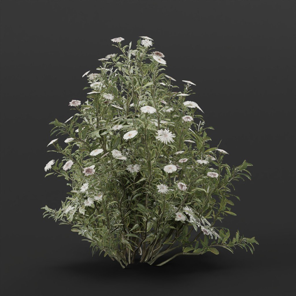 Flower Aster Medium Variation | Outdoor Plants models | BlenderKit