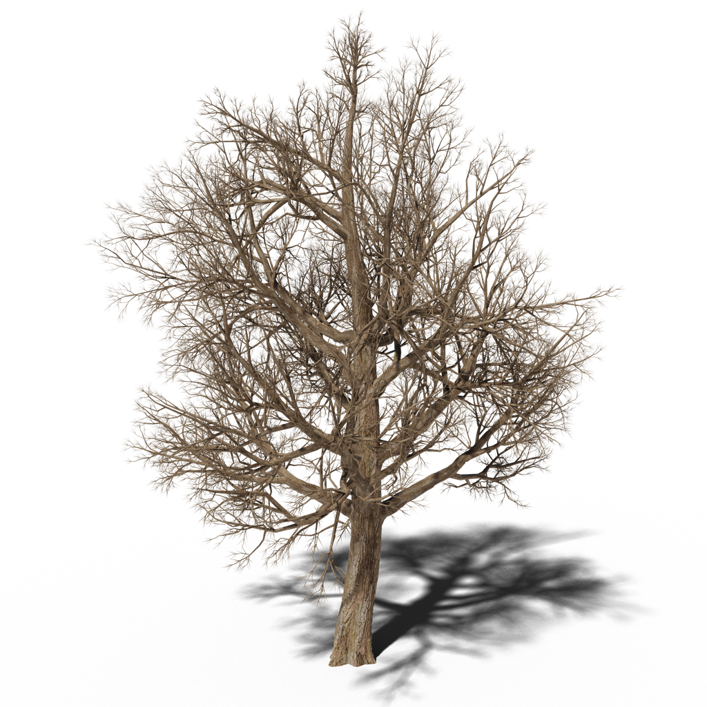 Dead Oak | Trees models | BlenderKit