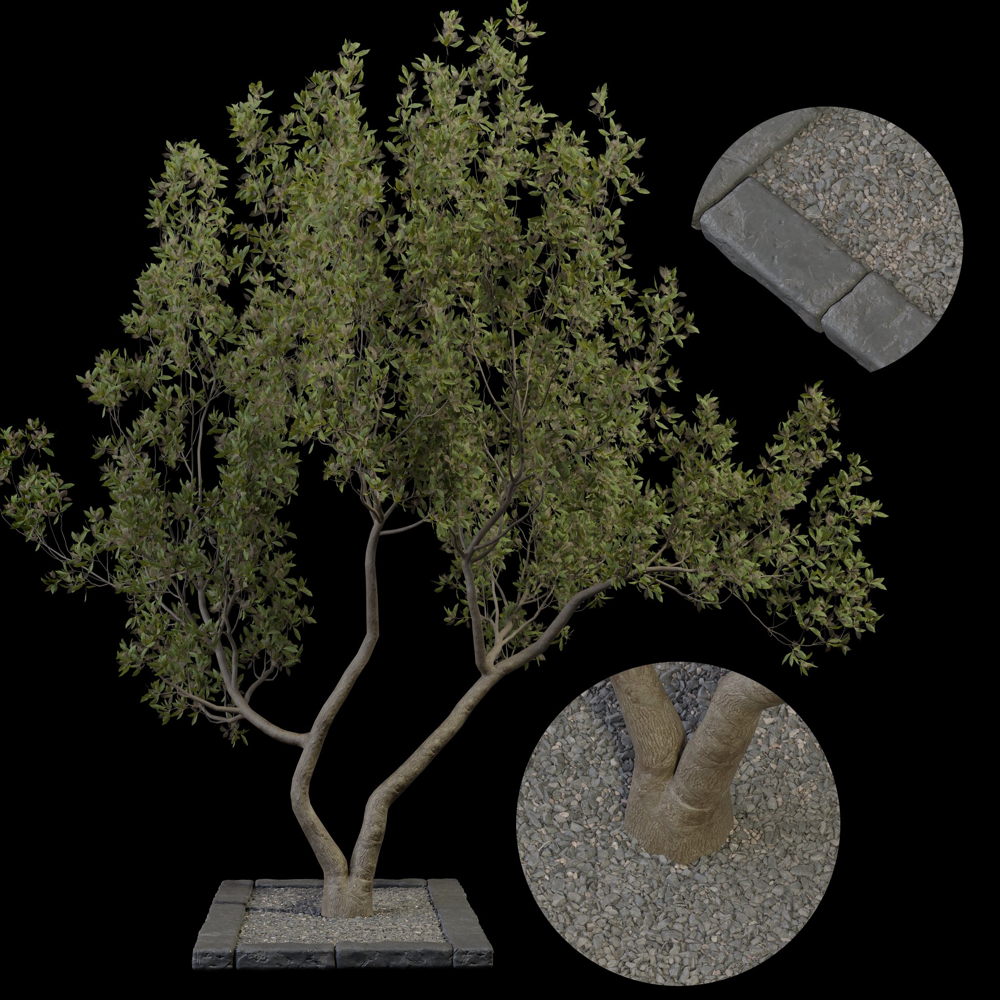 Tree garden | Outdoor Plants models | BlenderKit