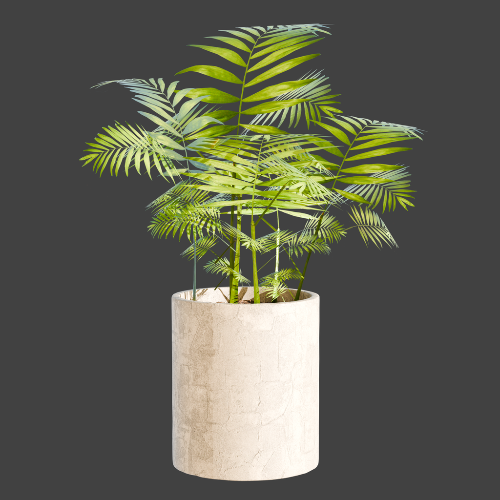 Plant Parlor palm - Chamaedorea elegans | Indoor Plants models | BlenderKit