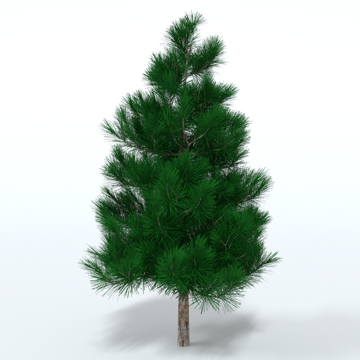 Pine Tree | Trees models | BlenderKit