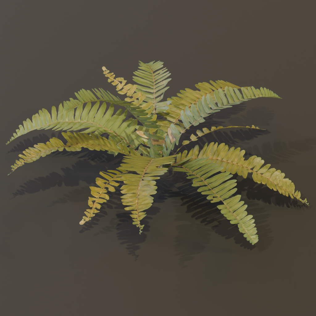 Generic Fern Small | Outdoor Plants models | BlenderKit