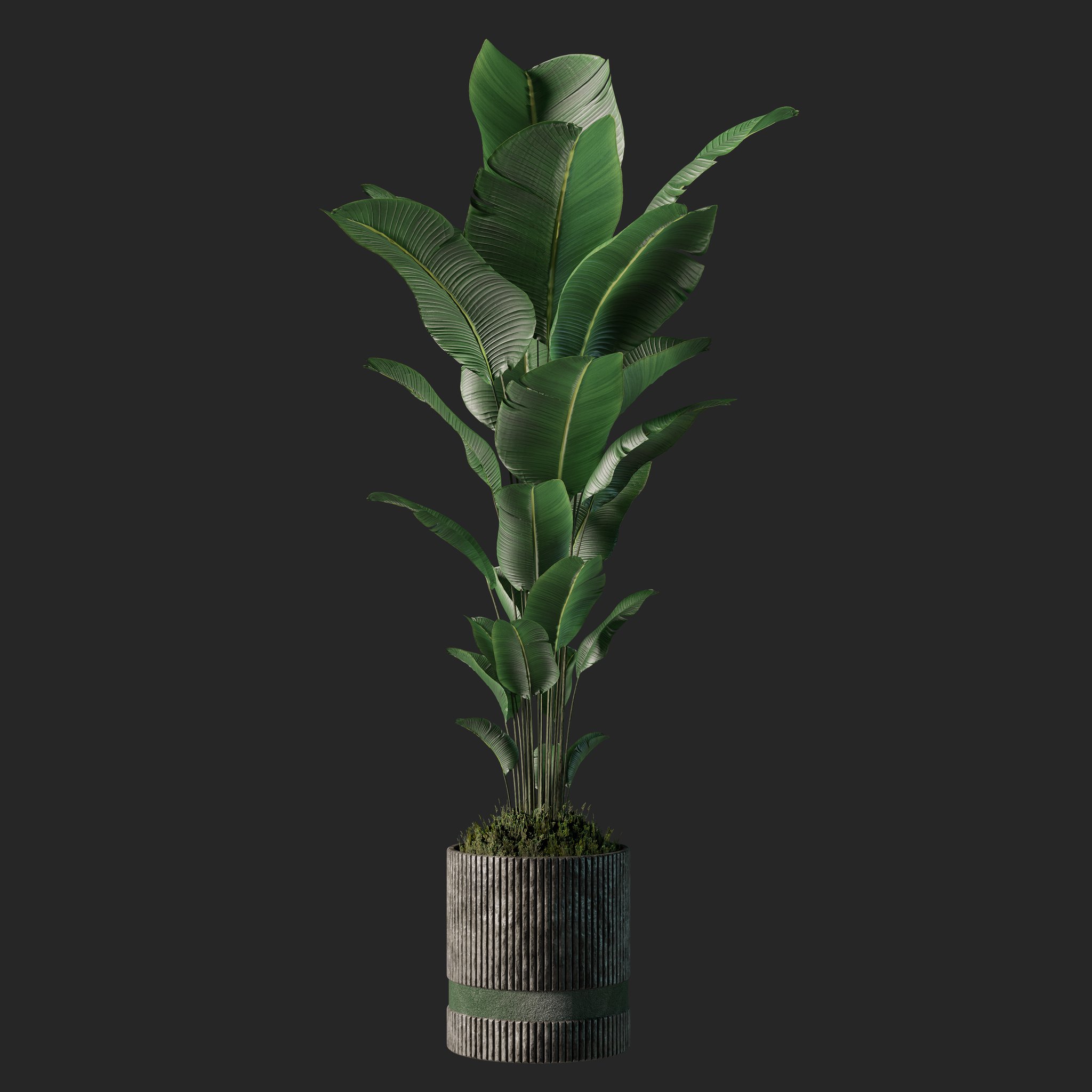 Plant | Indoor Plants models | BlenderKit